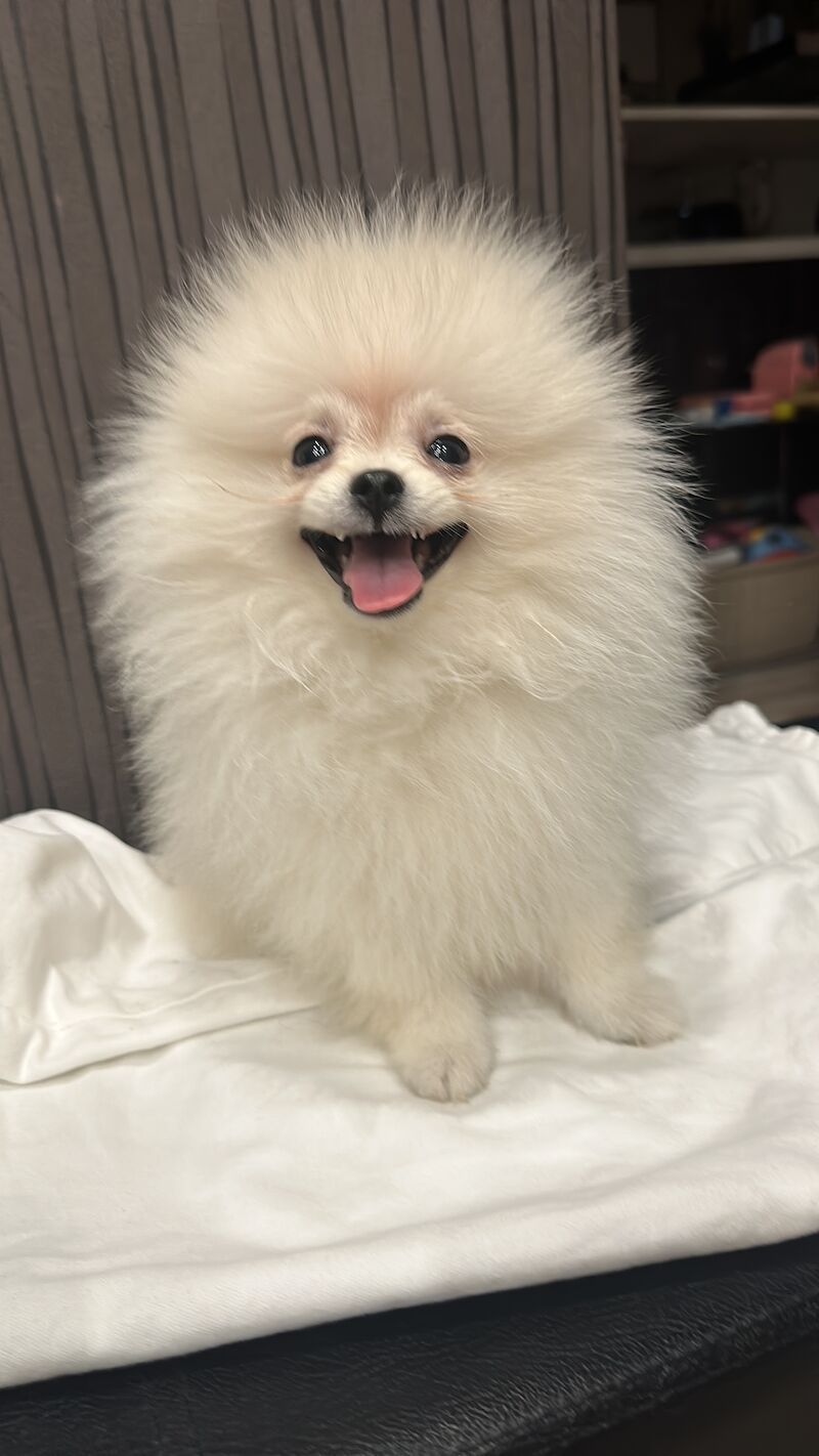 Korean Mini Pomeranian For Sale in Belvedere, Bexley, Greater London