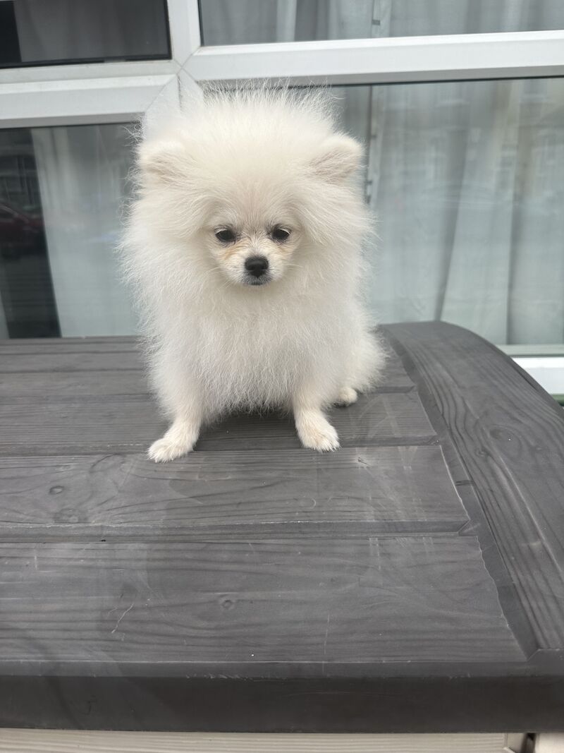 Korean Mini Pomeranian For Sale in Belvedere, Bexley, Greater London