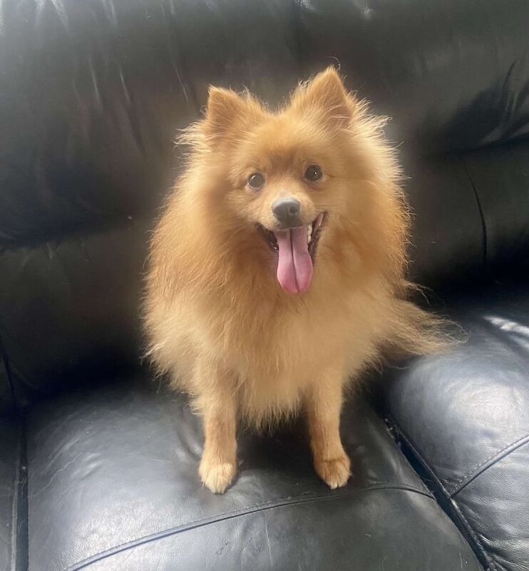 Male Pomeranian Dog For Sale in Durham, County Durham
