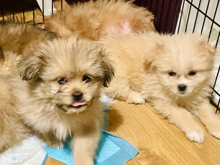 Pomeranian Cross Puppies For Sale in Rattray, Perth and Kinross