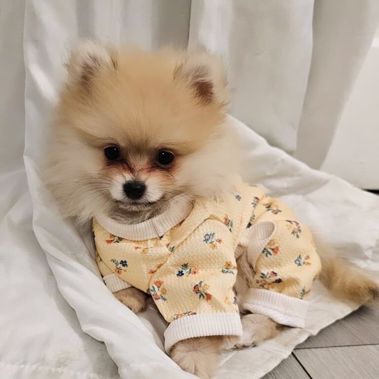 Pomeranian Tiny Puppy 🐶 😍 For Sale in York, North Yorkshire