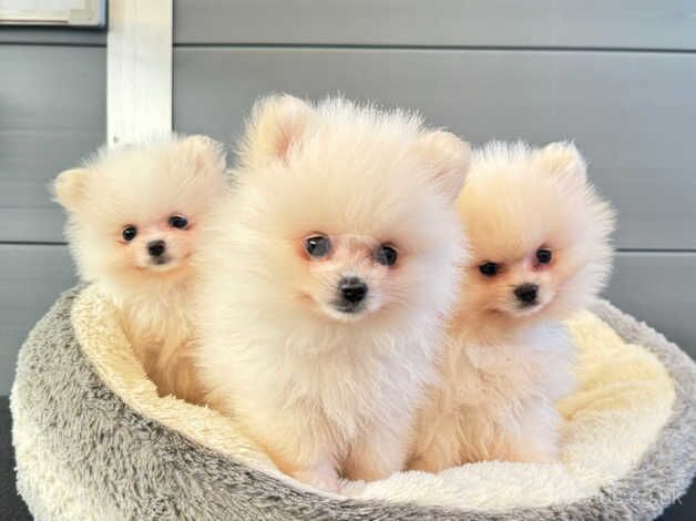 Tea Cup Miniature White Pomeranian Pup Boy For Sale in Spalding ...